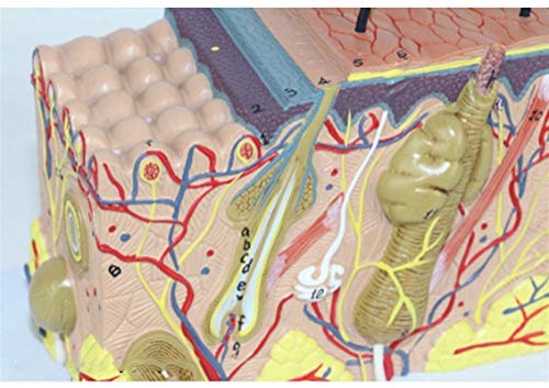 Educational Model Human Anatomy Skin Tissue Structure Enlarged Model Skin Hierarchy Model Simulation Stereo Skin Model Block for Medical Education Teaching Plastic Surgery