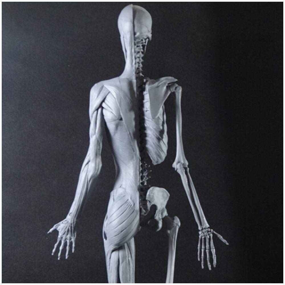 Male&Female Human Anatomy Figure Anatomical Skull Head Body Muscle Bone and Skin Model Lab Supplies, Anatomical Reference for Artists,60cm