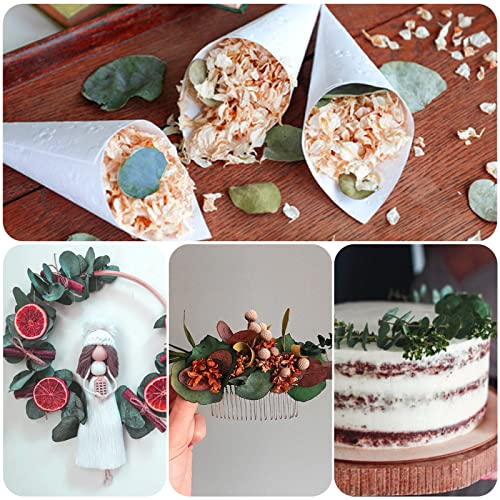 1600+ Small Preserved Real Eucalyptus Leaves, 100% Natural Bulk Eucalyptus, Biodegradable Wedding Leaves Confetti for Anniversaries, Birthday, Graduation, Bridal Showers, Baby Shower Party Decor