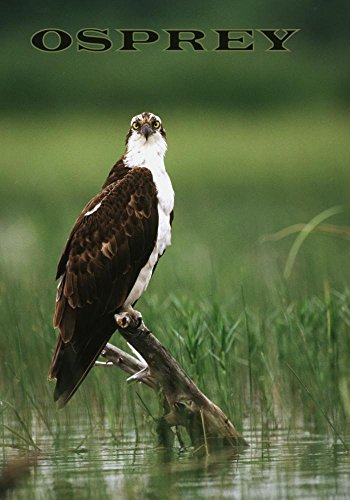 Osprey