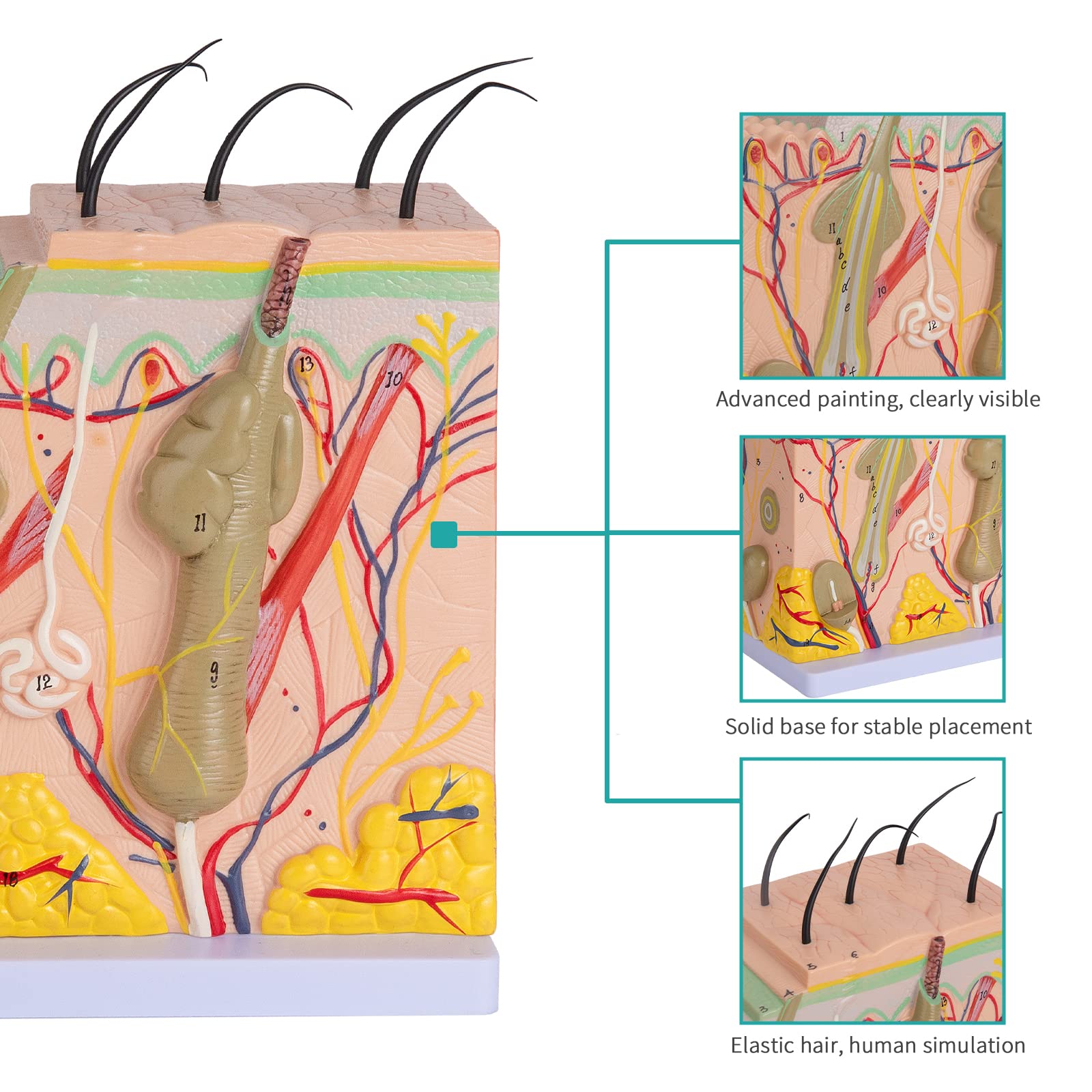 LVCHEN Skin Anatomy Model - Skin Diagram Model Human Anatomy Skin Model Skin Structure 50X Magnification Model with Hair