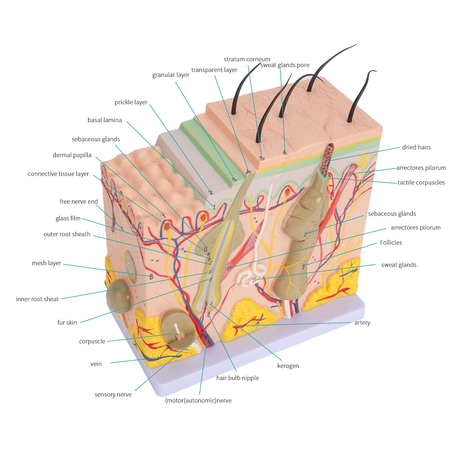 LVCHEN Skin Anatomy Model - Skin Diagram Model Human Anatomy Skin Model Skin Structure 50X Magnification Model with Hair