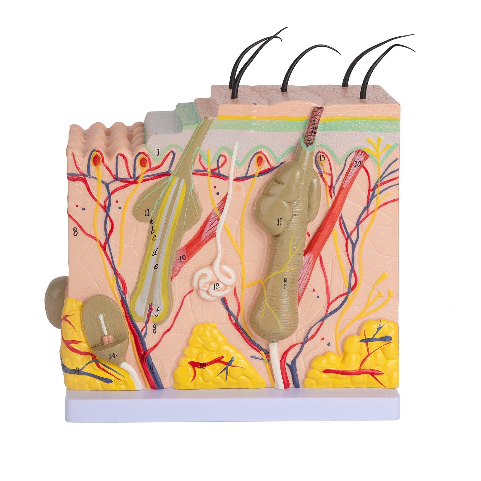 LVCHEN Skin Anatomy Model - Skin Diagram Model Human Anatomy Skin Model Skin Structure 50X Magnification Model with Hair