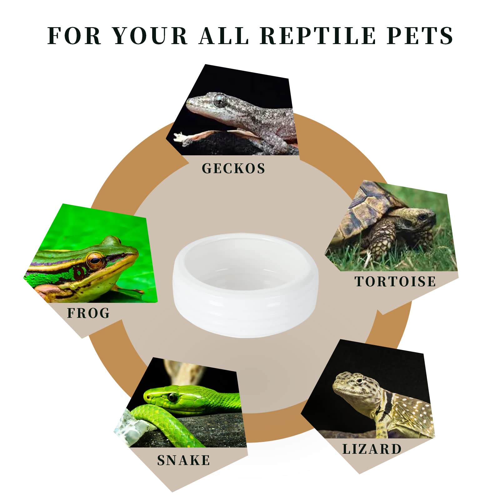 Reptile Food Bowls Ceramic Round Reptile Water Food Dish, Pet Food Bowl for Lizards, Small Snakes, Young Bearded Dragons, Gecko Tortoise Spider (White, Medium-2Pack)