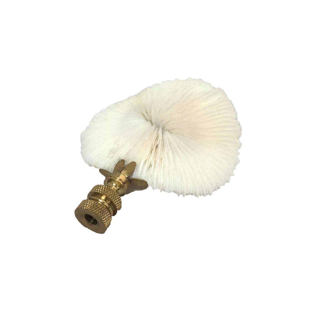 Royal Designs Natural Coral 3.75" Lamp Finial for Lamp Shade, White Mushroom Coral, Polished Brass Base - Set of 2