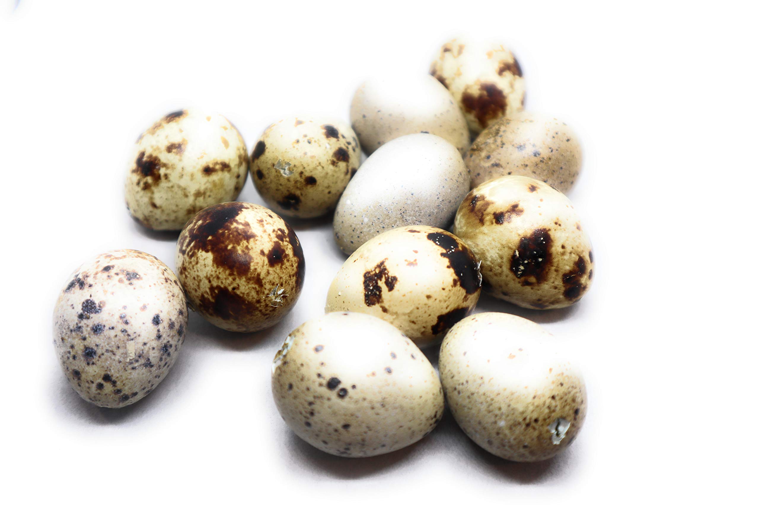 Fresh Quail Eggs from organically fed Quail (24 Count)