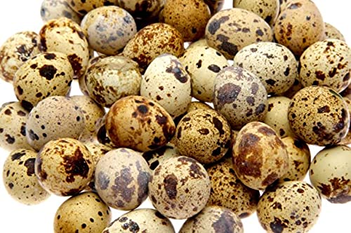 Fresh Quail Eggs from organically fed Quail (24 Count)