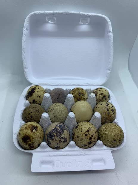 Fresh Quail Eggs from organically fed Quail (24 Count)