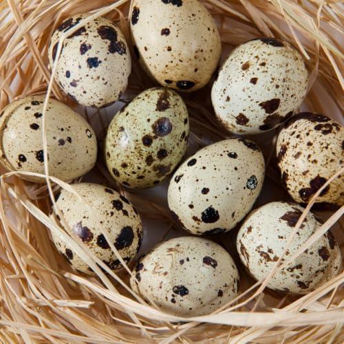 Organic Quail Balut Eggs - Organic Raised, 24 Count - Unique Culinary Experience with Delightful Textures and Flavors - Ideal for Food Enthusiasts Seeking New Taste Adventures
