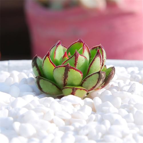 npkgvia White Gravel Pebble Stones Vase Fillers Potted Decorative Stone Garden Ornaments Ornament Bulk (White, One Size)