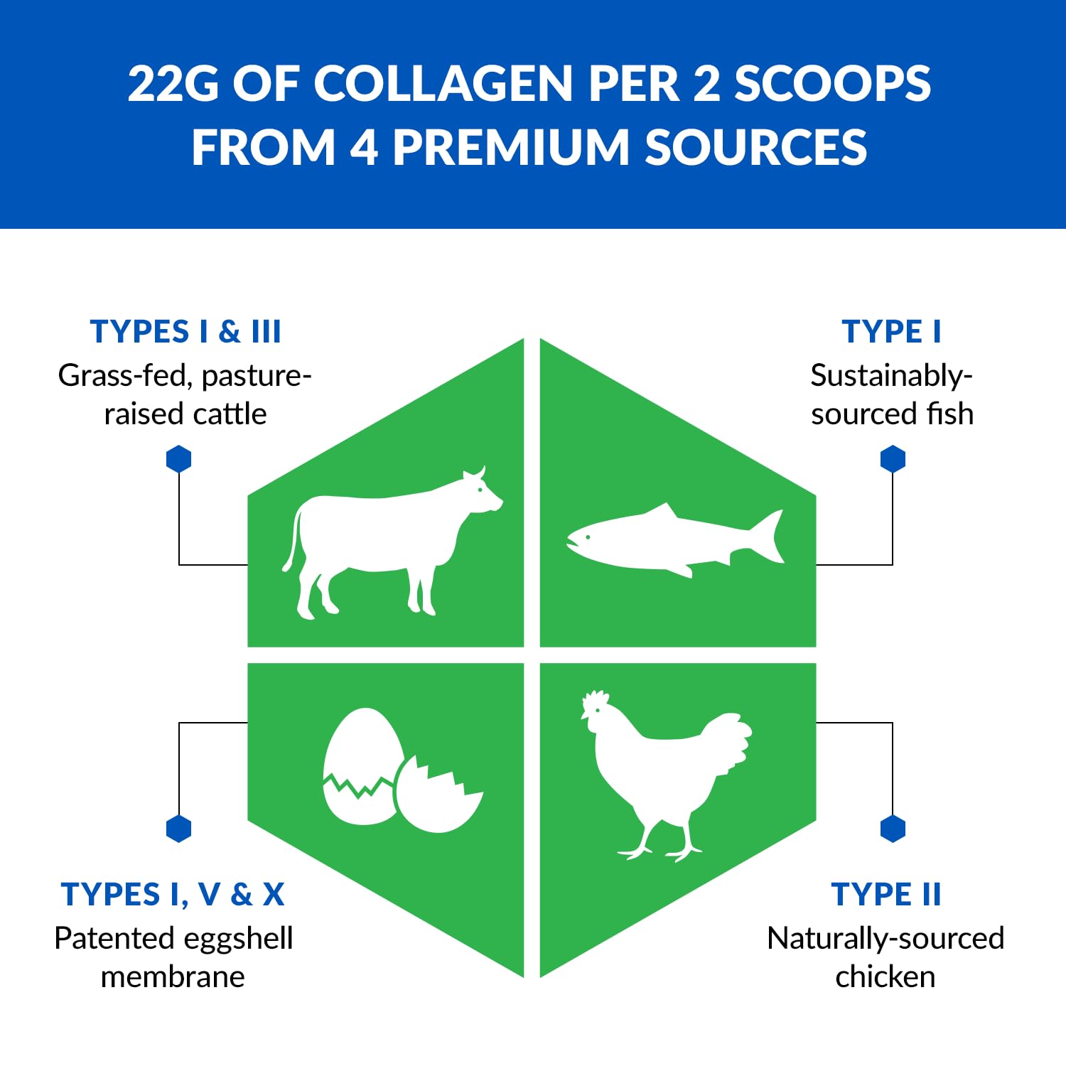 BioTrust Ageless Multi Collagen Peptides Powder – 5 Types (I, II, III, V, X) – Chocolate Collagen Powder for Women & Men – Hydrolyzed Protein – Grass Fed Beef, Fish, Chicken, Eggshell Membrane