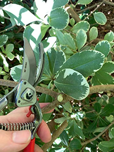 Corona Tools | ClassicCUT ClassicCUT® Branch & Stem Pruning Shears for Gardening | Cuts Branches and Stems up to 1-inch in Diameter | BP 15180