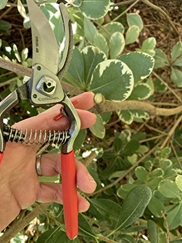 Corona Tools | ClassicCUT ClassicCUT® Branch & Stem Pruning Shears for Gardening | Cuts Branches and Stems up to 1-inch in Diameter | BP 15180