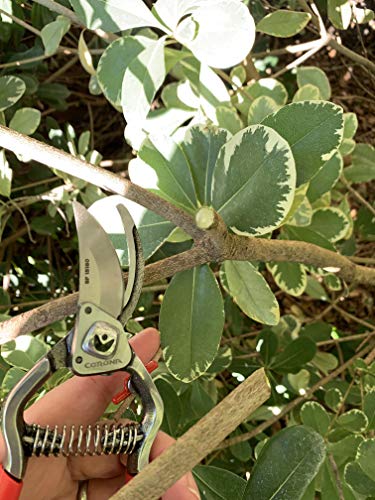 Corona Tools | ClassicCUT ClassicCUT® Branch & Stem Pruning Shears for Gardening | Cuts Branches and Stems up to 1-inch in Diameter | BP 15180