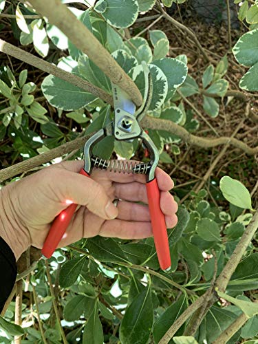 Corona Tools | ClassicCUT ClassicCUT® Branch & Stem Pruning Shears for Gardening | Cuts Branches and Stems up to 1-inch in Diameter | BP 15180