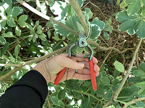 Corona Tools | ClassicCUT ClassicCUT® Branch & Stem Pruning Shears for Gardening | Cuts Branches and Stems up to 1-inch in Diameter | BP 15180