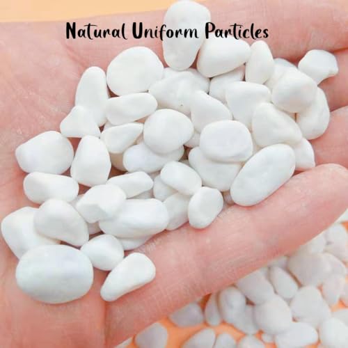 White Rock Pebbles 2.1lb Pumice Potting Soil Amendment - Succulent & Cactus Bonsai Gritty Rock Decorative Gravel Plant Drainage for Top Dressing & Fairy Gardening