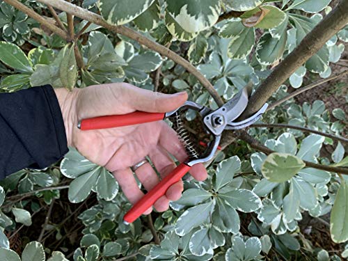 Corona Tools | ClassicCUT ClassicCUT® Branch & Stem Pruning Shears for Gardening | Cuts Branches and Stems up to 1-inch in Diameter | BP 15180