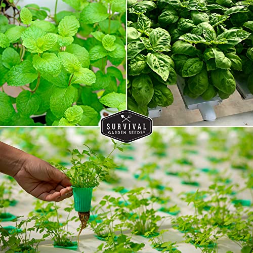Hydroponics Herb Seed Collection for Planting - Curled Parsley, Sage, Chives, Peppermint, Cilantro & Genovese Basil Herbs for Any Indoor Gardening System- Non-GMO Heirloom Survival Garden Seeds