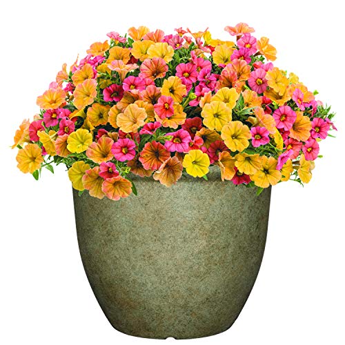 Classic Home and Garden Bellina Grande 12" Planter, Fossil Stone