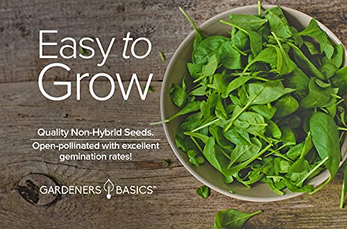 Bloomsdale Spinach Seeds for Planting is A Great Heirloom, Non-GMO Vegetable Variety- Great for Indoor, Outdoor and Hydroponics Gardening by Gardeners Basics