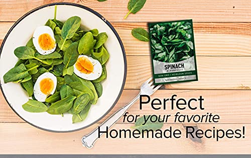 Bloomsdale Spinach Seeds for Planting is A Great Heirloom, Non-GMO Vegetable Variety- Great for Indoor, Outdoor and Hydroponics Gardening by Gardeners Basics