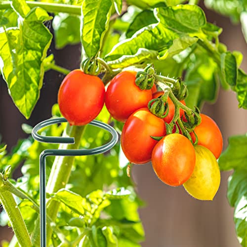 Thealyn 12 Pack 18 Inch Plant Support Stakes, Metal Single stemmed Flower Support Hoops,Garden Plant Stakes Plant Prop for Amaryllis Orchid Lily Rose Peony Tomatoes Gladiolus