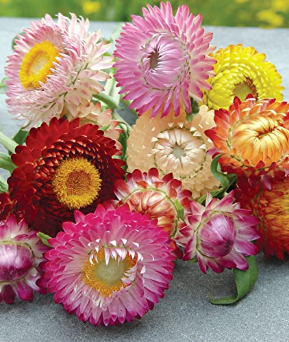 Burpee Tall Mixed Colors Strawflower Seeds 750 seeds