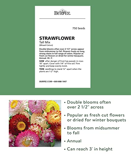 Burpee Tall Mixed Colors Strawflower Seeds 750 seeds