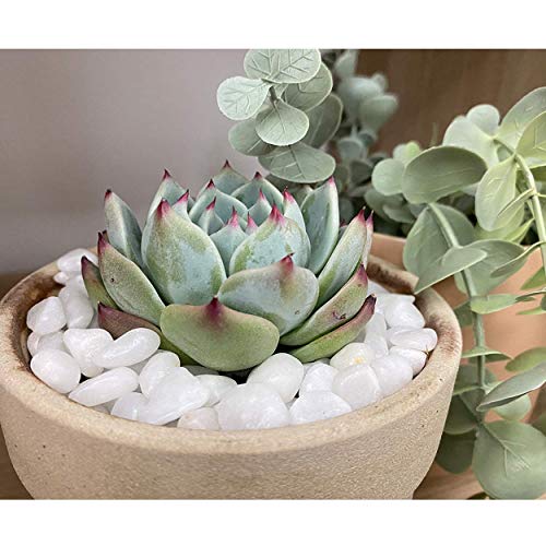 SAROSORA Pebbles River Rocks,White Stones - 1.8LB Decorative Polished Jade Pebbles Garden Decor for Plants, Aquarium, Bonsai,Vase(1.8, White)