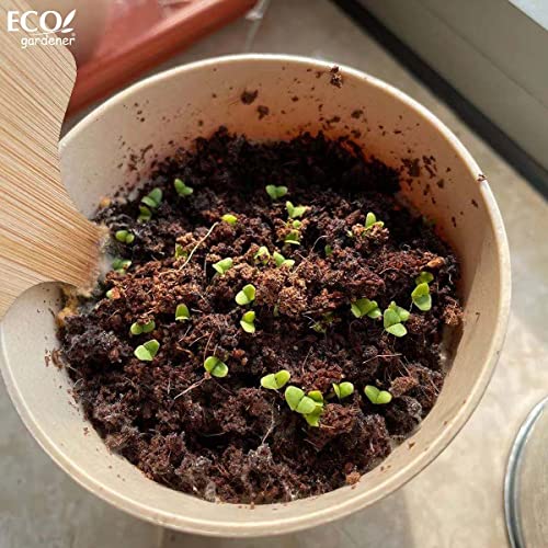 ECOgardener Herb Garden Kits - Indoor Herb Garden Kits - Herb Seed Kits for Indoor Gardening - Window or Kitchen Herb Garden Kits - 5 Pack + 2 Bonus Herbs
