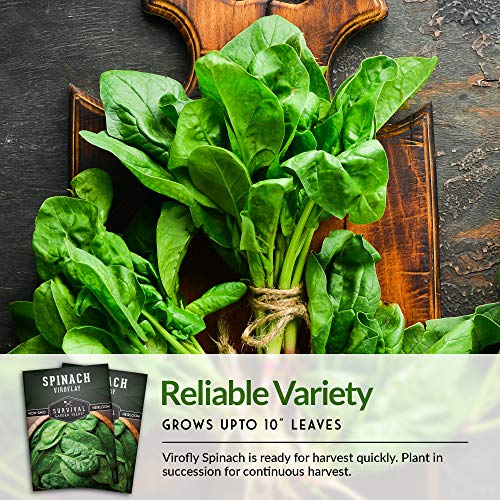 Survival Garden Seeds - Viroflay Spinach Seed for Planting - Packet with Instructions to Plant and Grow Nutritious Leafy Greens in Your Home Vegetable Garden - Non-GMO Heirloom Variety - 1 Pack