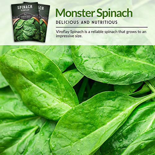 Survival Garden Seeds - Viroflay Spinach Seed for Planting - Packet with Instructions to Plant and Grow Nutritious Leafy Greens in Your Home Vegetable Garden - Non-GMO Heirloom Variety - 1 Pack