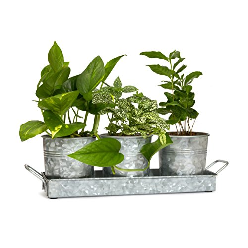 WH Farmhouse Flower Herb Pot Set with Tray - Galvanized Metal Vintage Succulent Herb Planter Pots Caddy for Kitchen Windowsill Garden Indoor or Outdoor Use by Walford Home