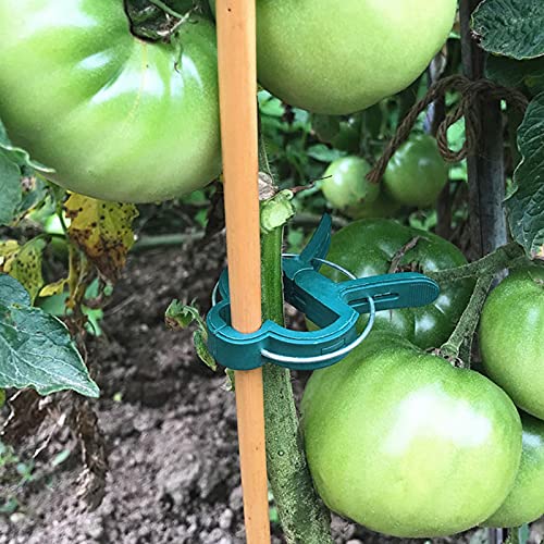 CYEAH 120 PCS Plant Clips, 2 Sizes Tomato Clips Garden Clips Plant Support Clips for Flower Vine Vegetables Tomatoes Climbing, Supporting Stems, Vines Grow Upright(Green)
