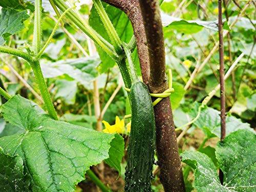 TIPU Soft Rubber Garden Twine, Reusable and Adjustable Plant Tie Without Wire Interior, Hollow Stretch Rubber Twine Expands with The Growth Plant/Fruit Tree, Green, 262 FT