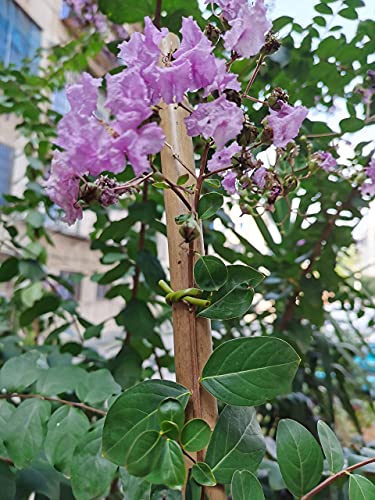 TIPU Soft Rubber Garden Twine, Reusable and Adjustable Plant Tie Without Wire Interior, Hollow Stretch Rubber Twine Expands with The Growth Plant/Fruit Tree, Green, 262 FT