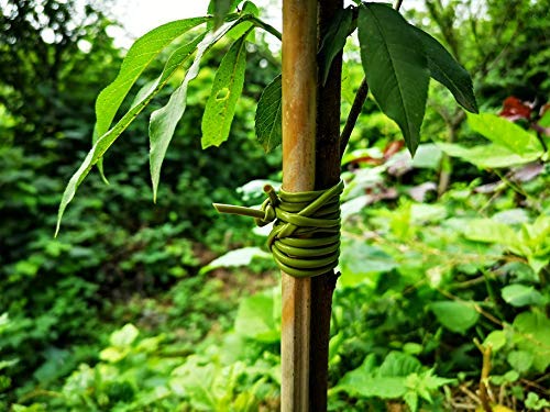 TIPU Soft Rubber Garden Twine, Reusable and Adjustable Plant Tie Without Wire Interior, Hollow Stretch Rubber Twine Expands with The Growth Plant/Fruit Tree, Green, 262 FT