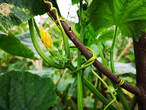 TIPU Soft Rubber Garden Twine, Reusable and Adjustable Plant Tie Without Wire Interior, Hollow Stretch Rubber Twine Expands with The Growth Plant/Fruit Tree, Green, 262 FT