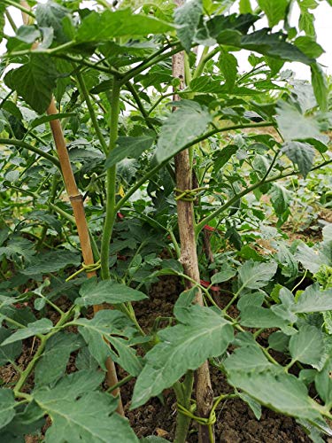 TIPU Soft Rubber Garden Twine, Reusable and Adjustable Plant Tie Without Wire Interior, Hollow Stretch Rubber Twine Expands with The Growth Plant/Fruit Tree, Green, 262 FT