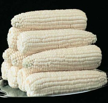 "Silver Queen" Corn Seeds for Planting, 50+ Heirloom Seeds Per Packet, (Isla's Garden Seeds), Non GMO Seeds, Botanical Name: Zea mays