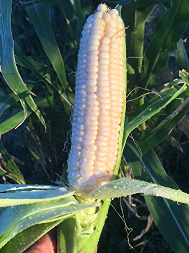 "Silver Queen" Corn Seeds for Planting, 50+ Heirloom Seeds Per Packet, (Isla's Garden Seeds), Non GMO Seeds, Botanical Name: Zea mays