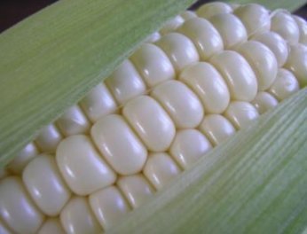 "Silver Queen" Corn Seeds for Planting, 50+ Heirloom Seeds Per Packet, (Isla's Garden Seeds), Non GMO Seeds, Botanical Name: Zea mays
