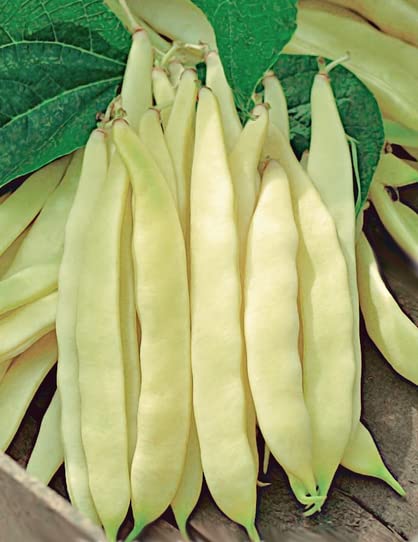 Introduction Price!Bush Bean Seeds for Planting Vegetables and Fruits-Purple,Yellow & Green Bean Seeds,No Trellis Needed.Non GMO Garden Seeds for Home Vegetable Garden(40-45 Veggie Seeds Capitano Bean