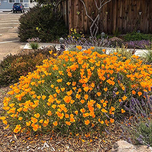 Outsidepride Eschscholzia Californica California Poppy Native Garden Wild Flower Seed - 5000 Seeds