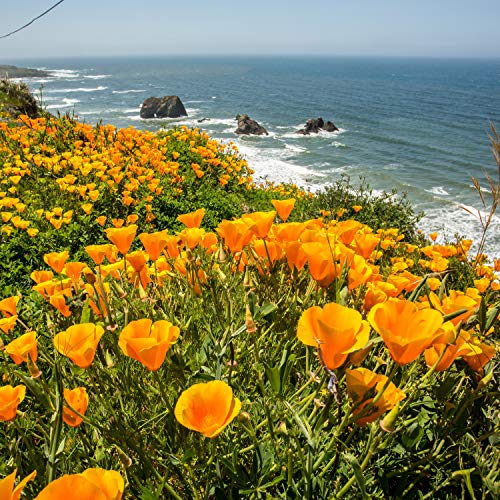 Outsidepride Eschscholzia Californica California Poppy Native Garden Wild Flower Seed - 5000 Seeds