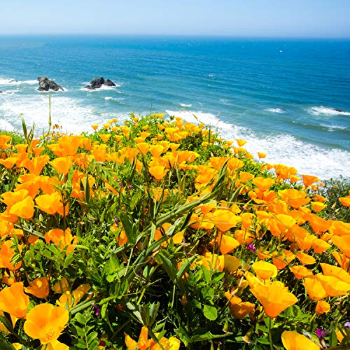 Outsidepride Eschscholzia Californica California Poppy Native Garden Wild Flower Seed - 5000 Seeds