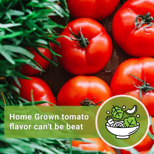 Sow Right Seeds - Beefsteak Tomato Seed for Planting - Non-GMO Heirloom Packet with Instructions to Plant a Home Vegetable Garden - Great Gardening Gift (1)