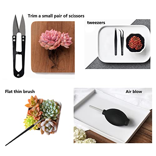 SDAE 15 Pieces Succulent Plants Tools,Mini Garden Hand Transplanting Succulent Tools Miniature Planting,Set for Indoor Miniature Garden Plant Care (Black)