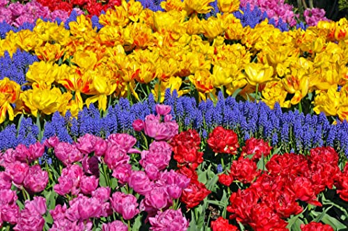 Complete Spring Flower Garden | 50 Fresh Bulbs | Bloom All Spring and Summer, Easy to Grow Flower Bulb, Indoor/Outdoor - Ships from Iowa, USA